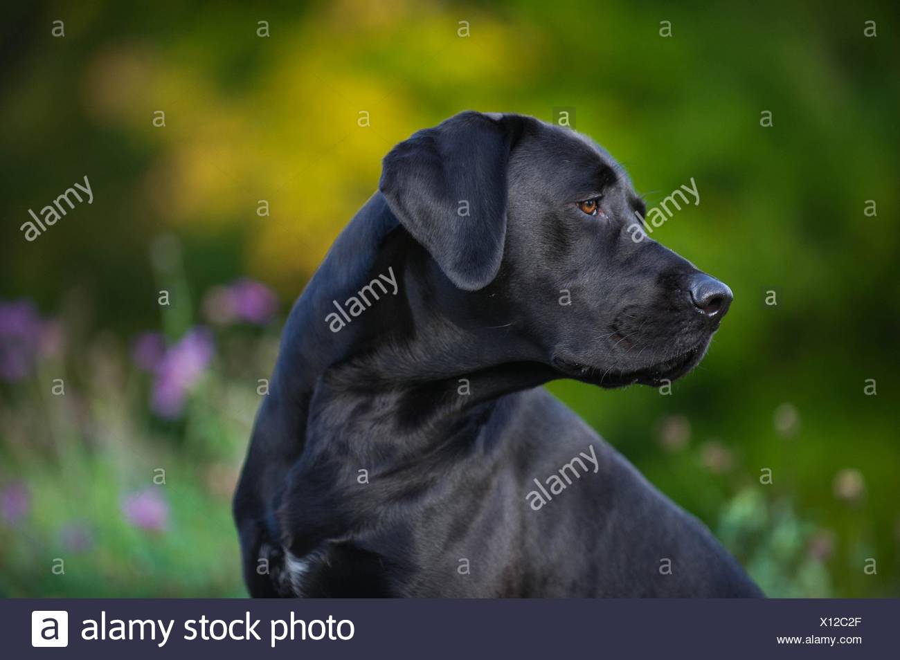 Broholmer High Resolution Stock Photography and Images - Alamy