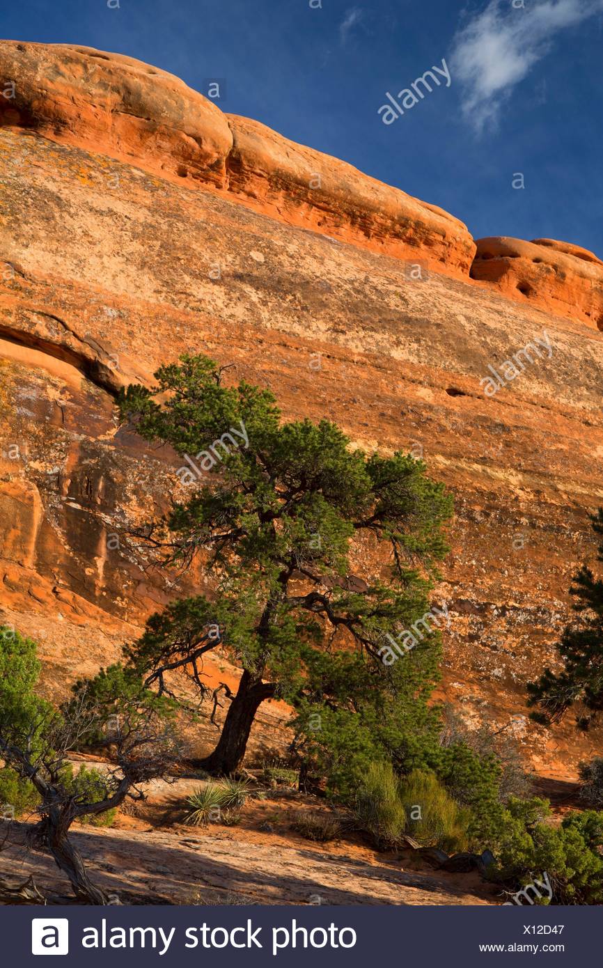 Pinon Pinyon Tree High Resolution Stock Photography and Images - Alamy