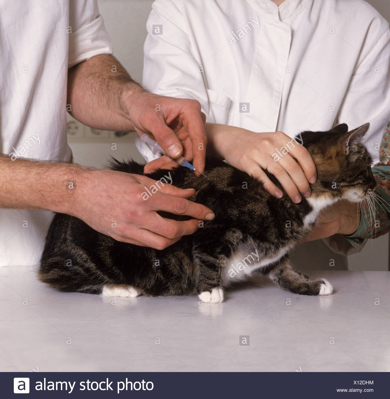Cat Getting Injection Stock Photos & Cat Getting Injection Stock Images ...