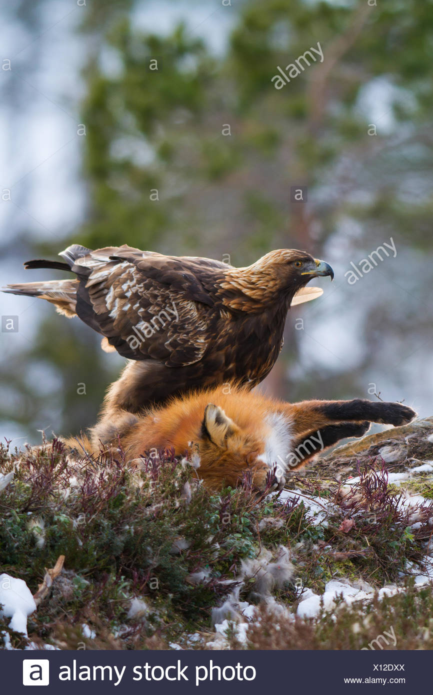 Golden Eagle Landing High Resolution Stock Photography and Images - Alamy