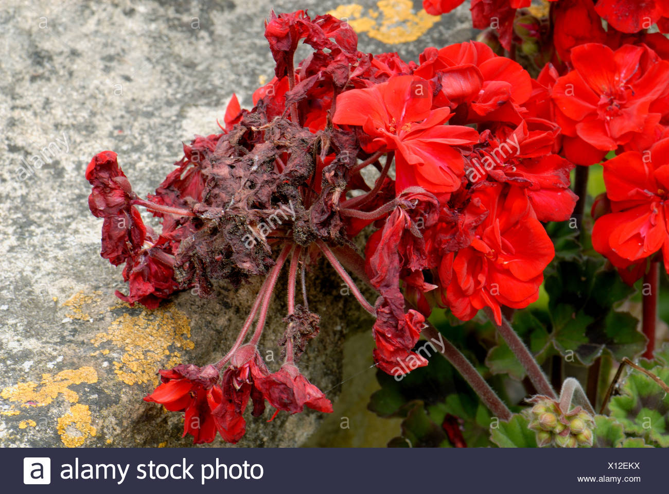 Botrytis Blight High Resolution Stock Photography and Images - Alamy