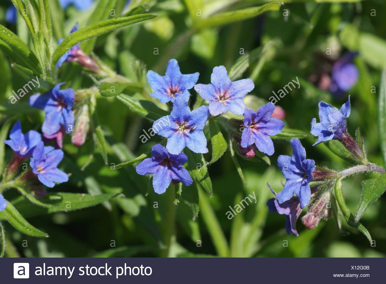 Purple Gromwell Lithospermum Purpurocaeruleum High Resolution Stock ...