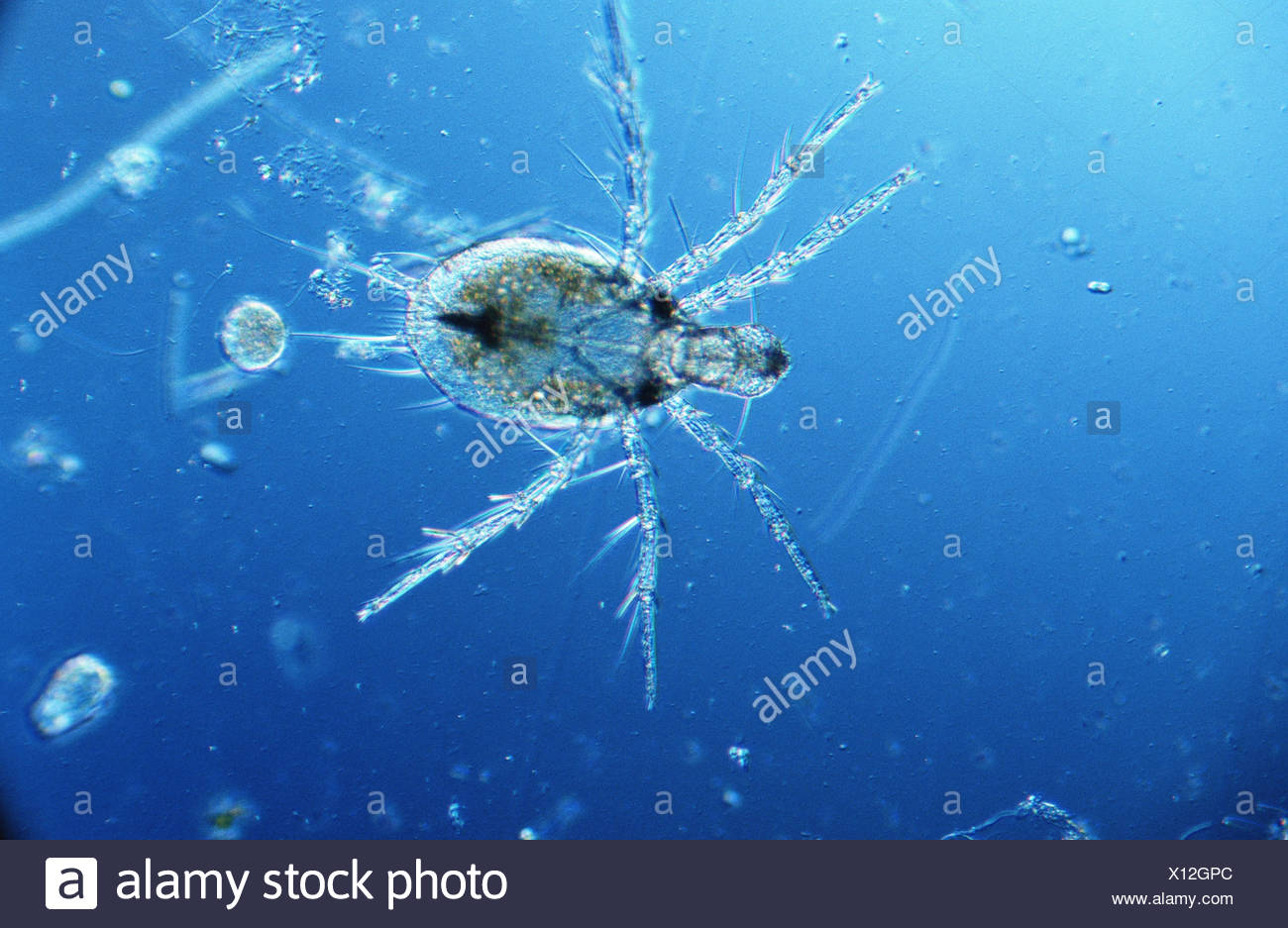 Mussel Mite Acari Larva High Resolution Stock Photography and Images ...