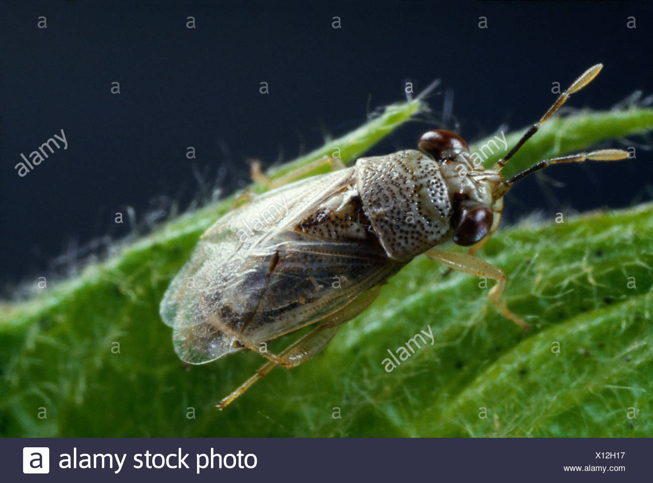 Geocoris Pallens High Resolution Stock Photography and Images - Alamy