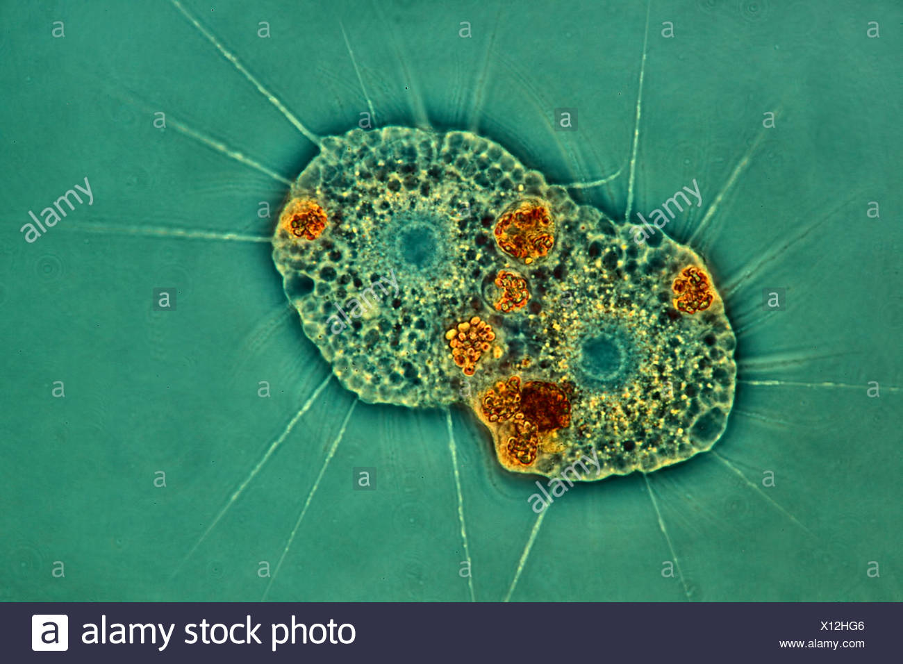 Zoologic Stock Photos & Zoologic Stock Images - Alamy