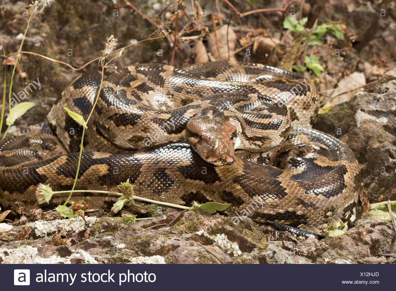 Indian Constrictor Snake High Resolution Stock Photography and Images ...