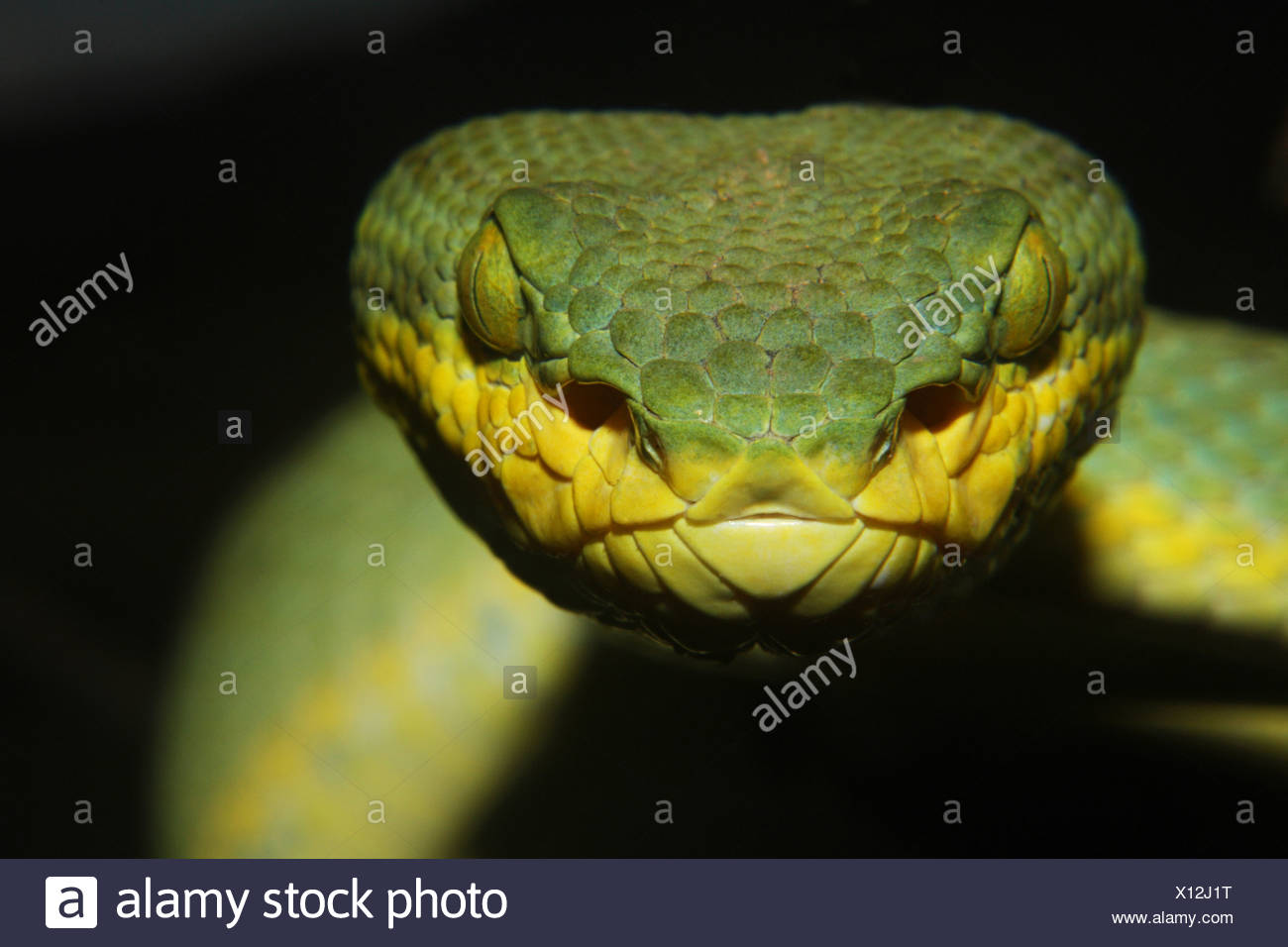 Bamboo Pit Viper High Resolution Stock Photography and Images - Alamy