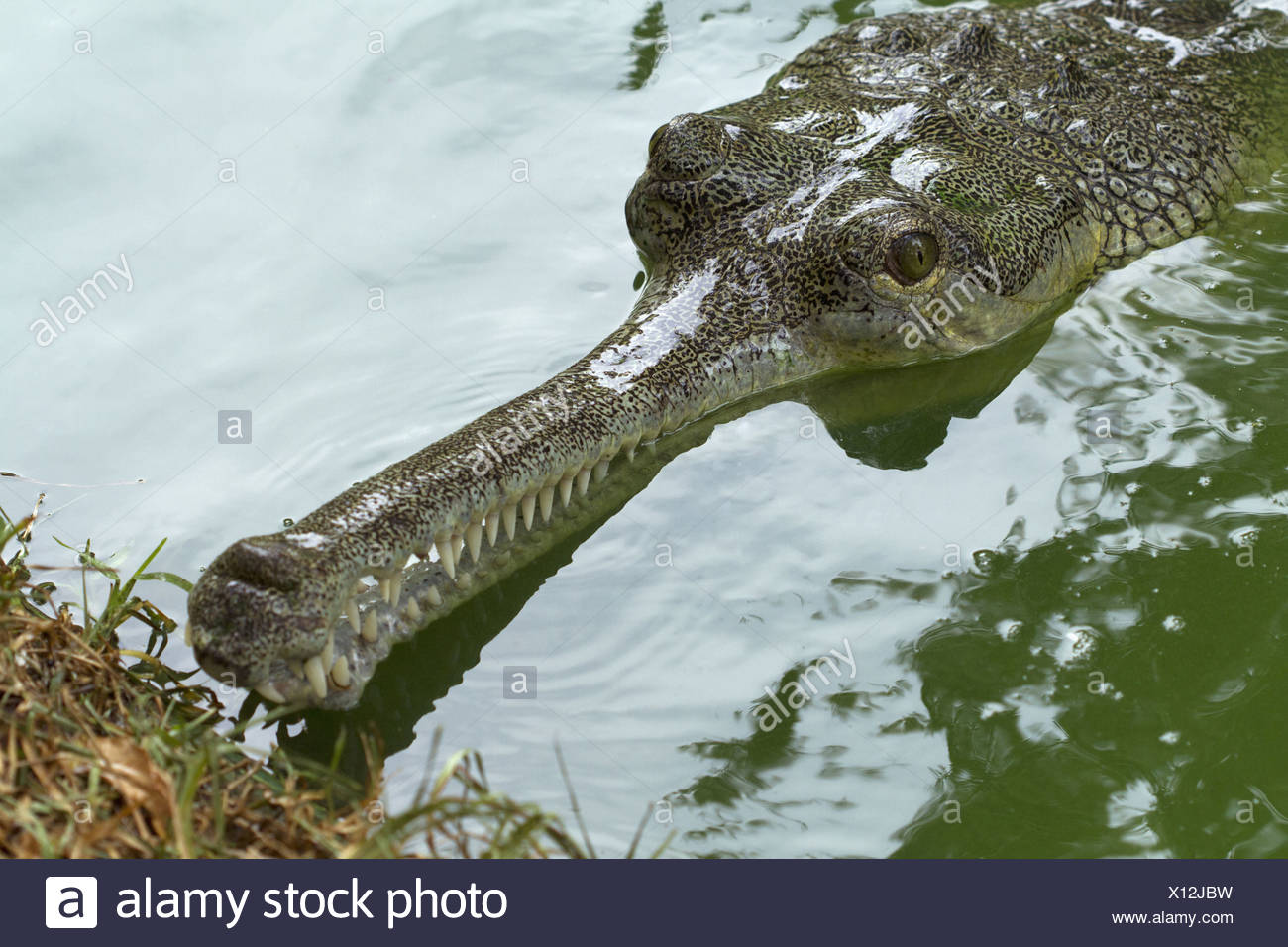 Gavialis High Resolution Stock Photography and Images - Alamy