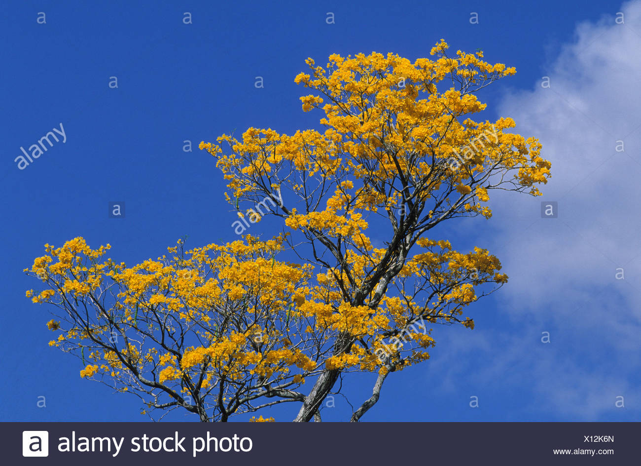 Araguaney High Resolution Stock Photography and Images - Alamy