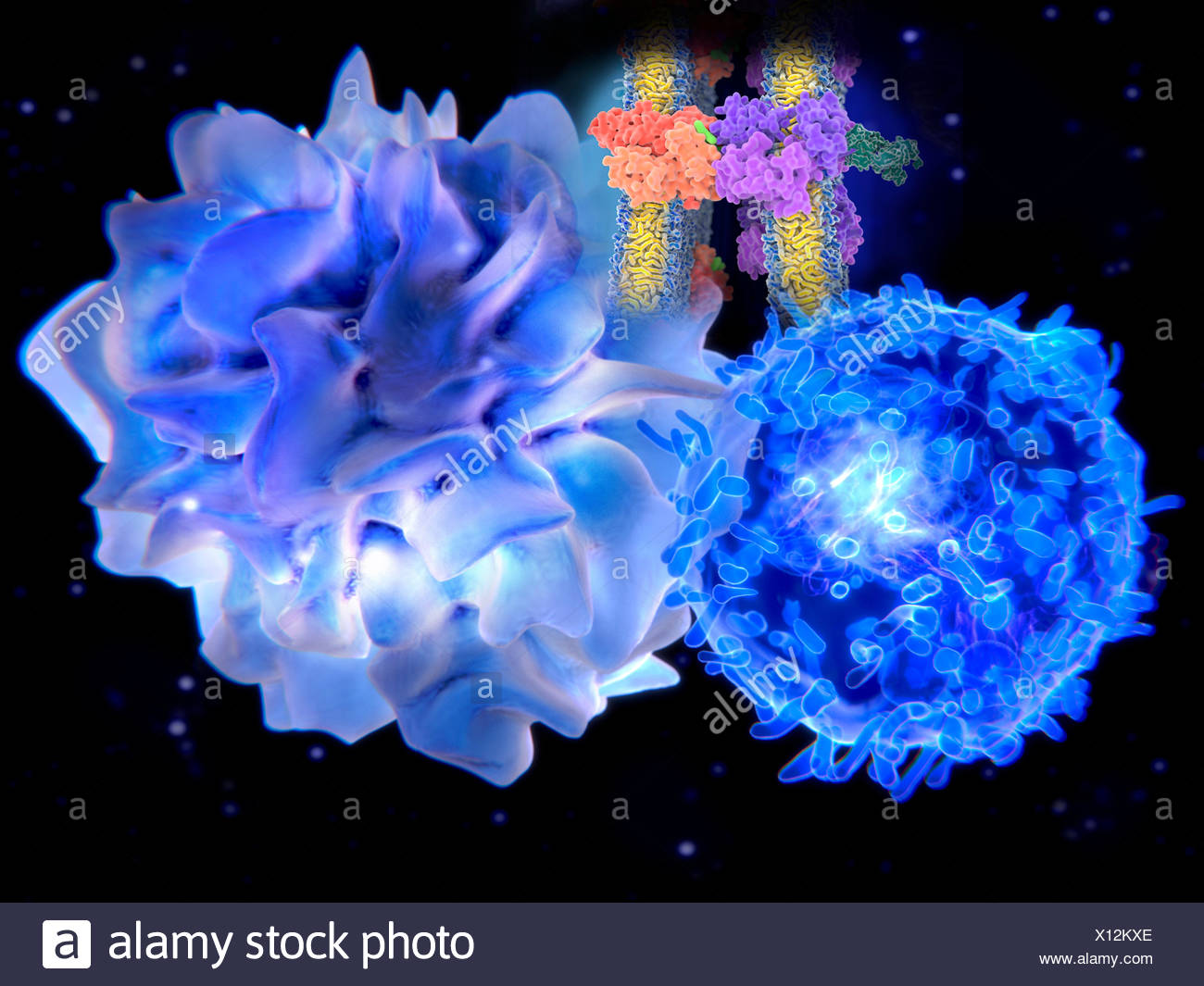 Antigen Presenting Cell High Resolution Stock Photography and Images ...