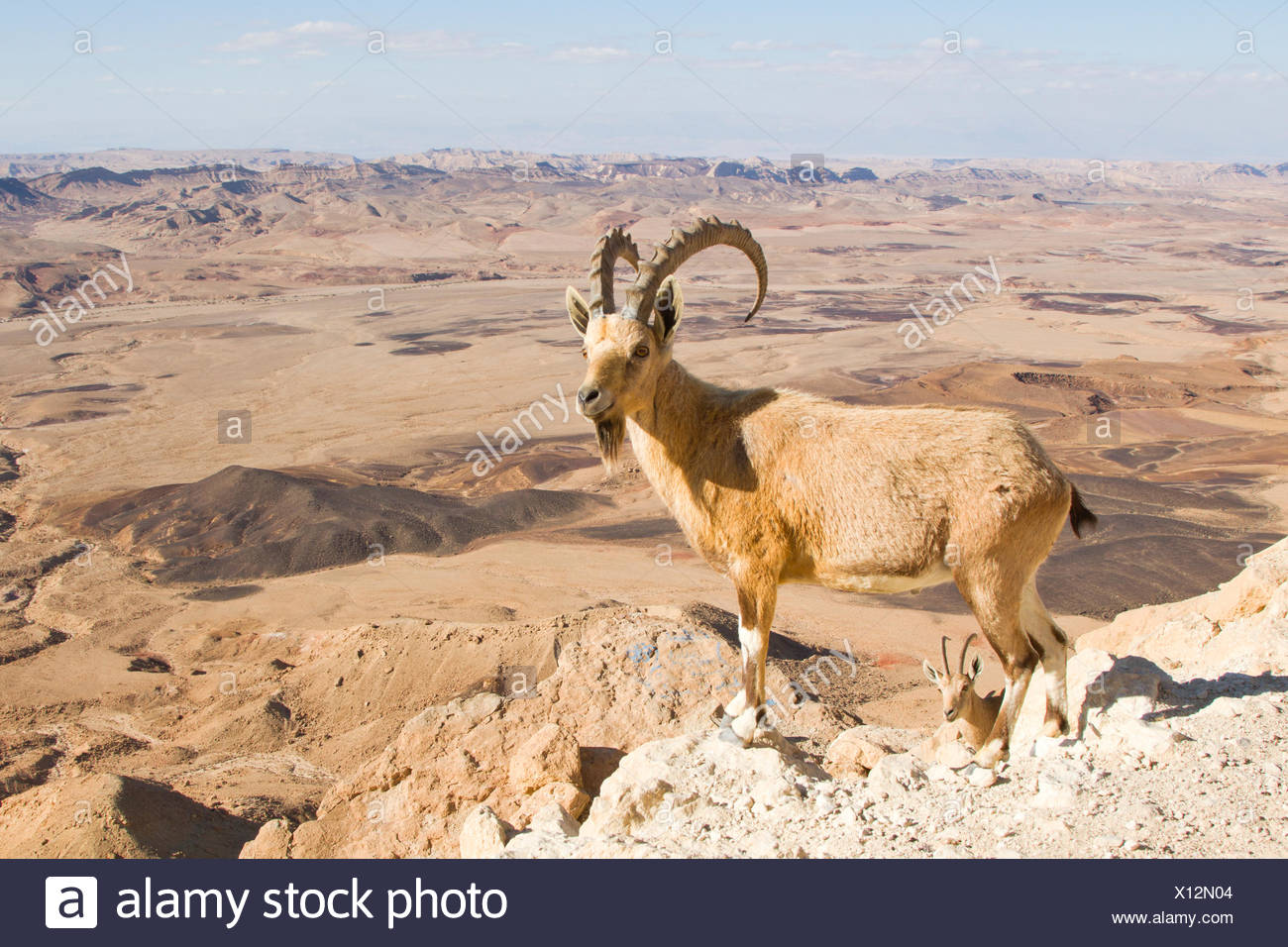 Ibexes High Resolution Stock Photography and Images - Alamy