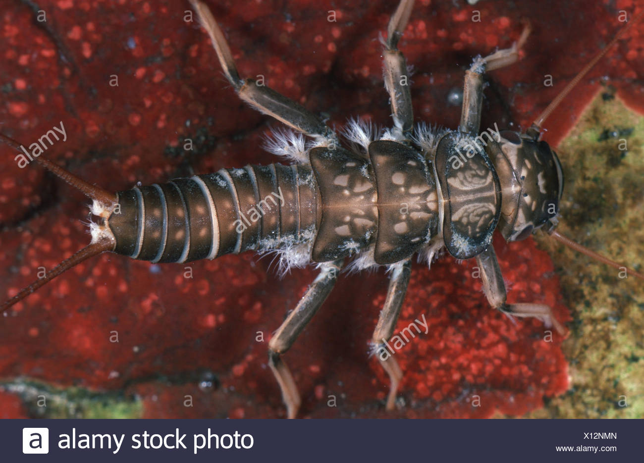 Dinocras High Resolution Stock Photography and Images - Alamy