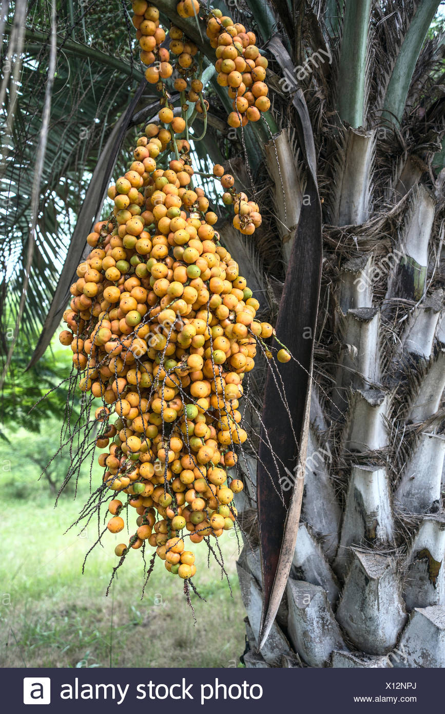 Butia Palm Stock Photos & Butia Palm Stock Images - Alamy