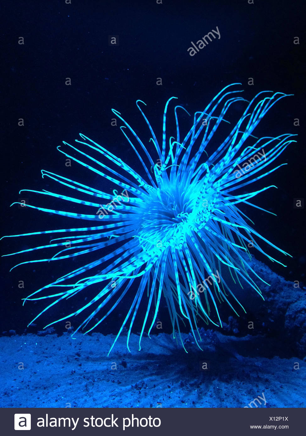 Explosion Underwater Stock Photos & Explosion Underwater Stock Images ...