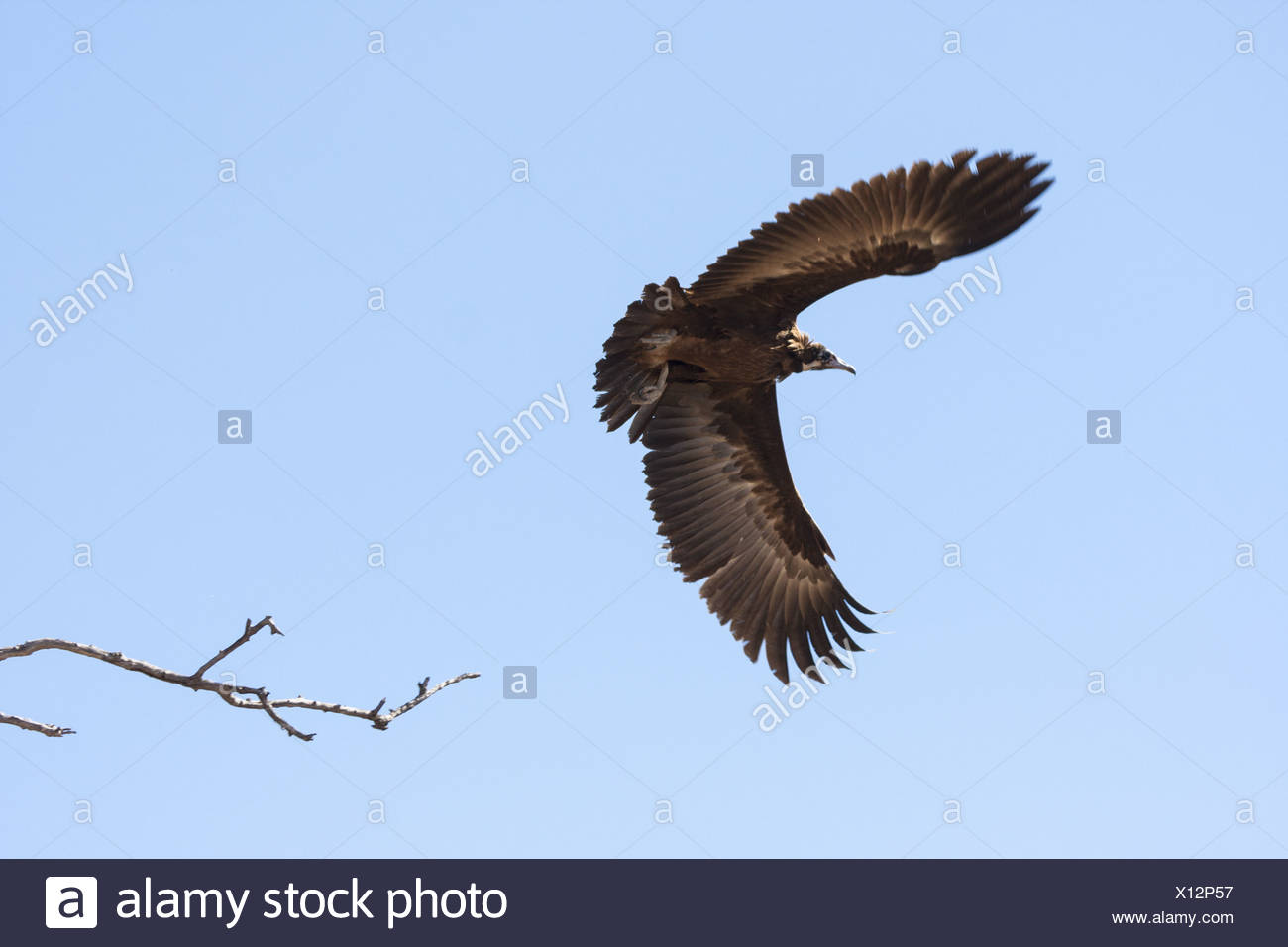 Aasvogel High Resolution Stock Photography and Images - Alamy