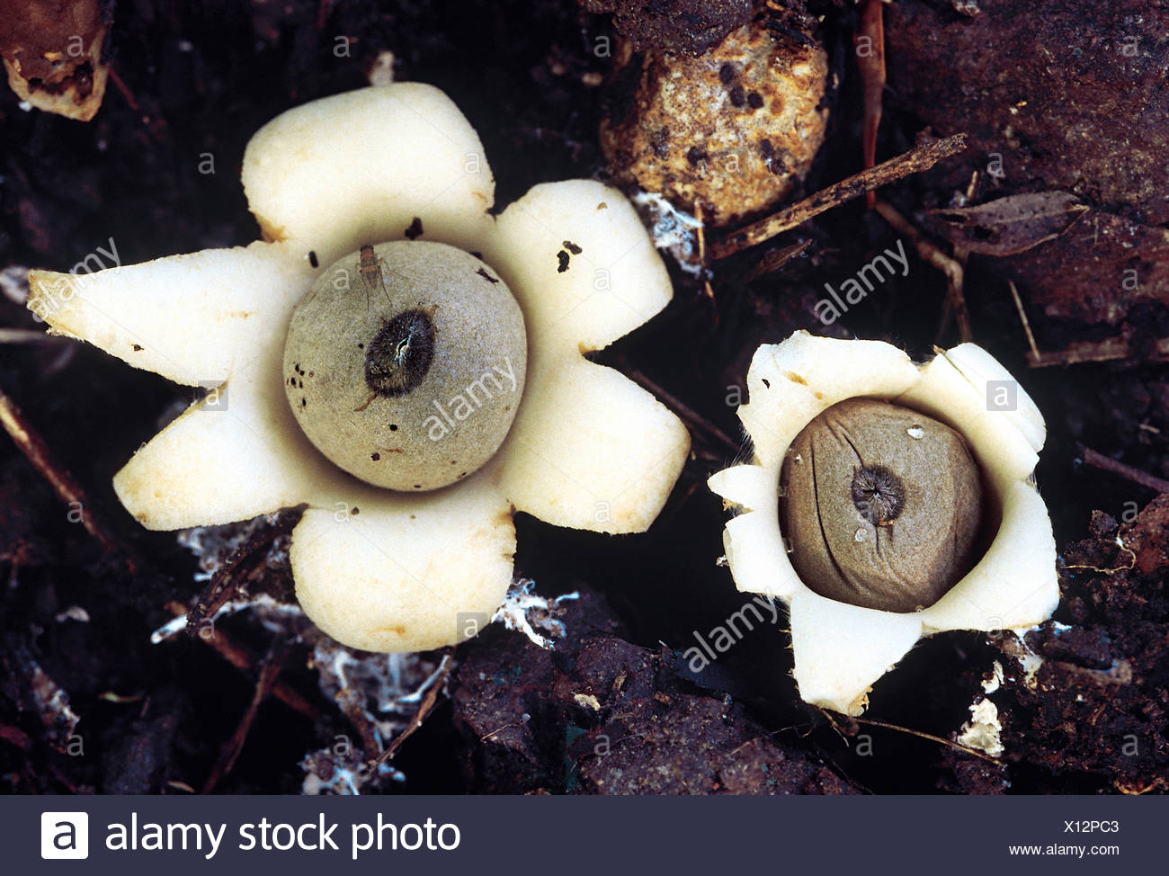 Globular Structure High Resolution Stock Photography and Images - Alamy