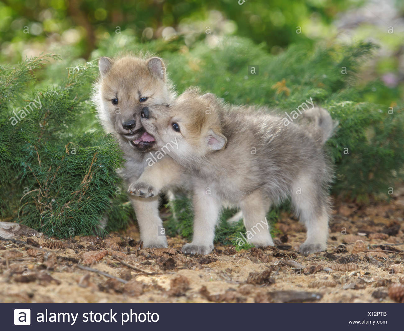 Timber Wolf Pups High Resolution Stock Photography and Images - Alamy
