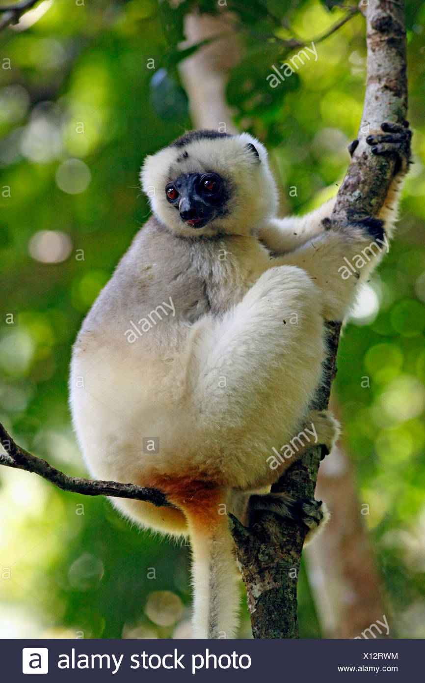 Silky Sifaka High Resolution Stock Photography and Images - Alamy