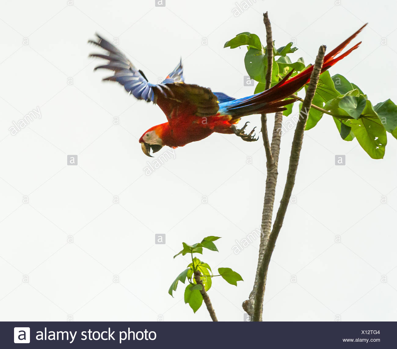 Canopy Wing Spread High Resolution Stock Photography and Images - Alamy