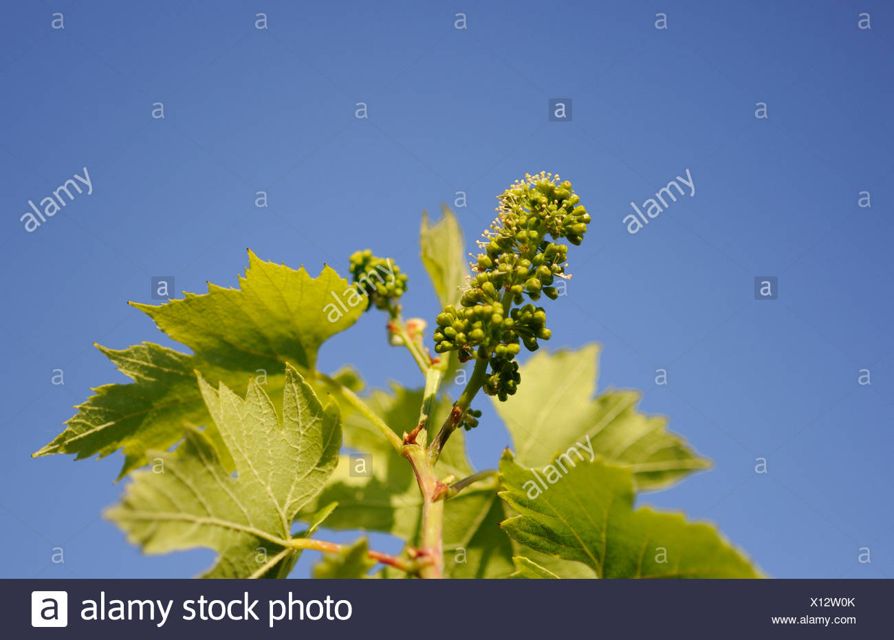Grape Vine Flowers High Resolution Stock Photography and Images - Alamy