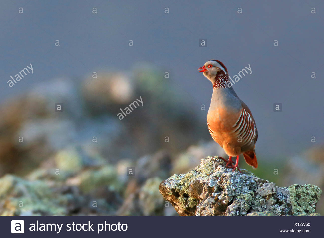 Male Partridge Stock Photos & Male Partridge Stock Images - Alamy