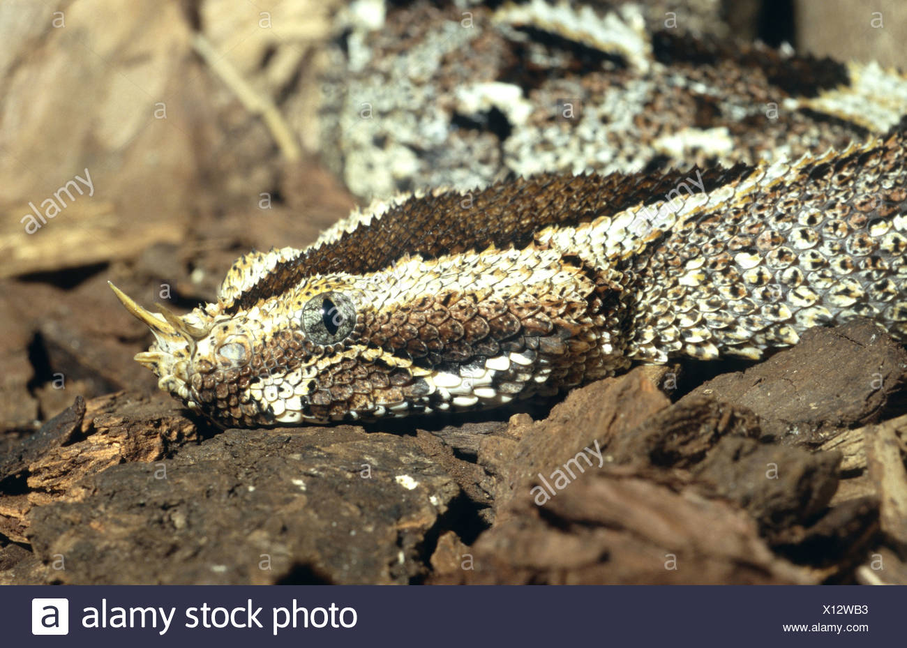 Rhinoceros Viper Bitis Nasicornis High Resolution Stock Photography and ...