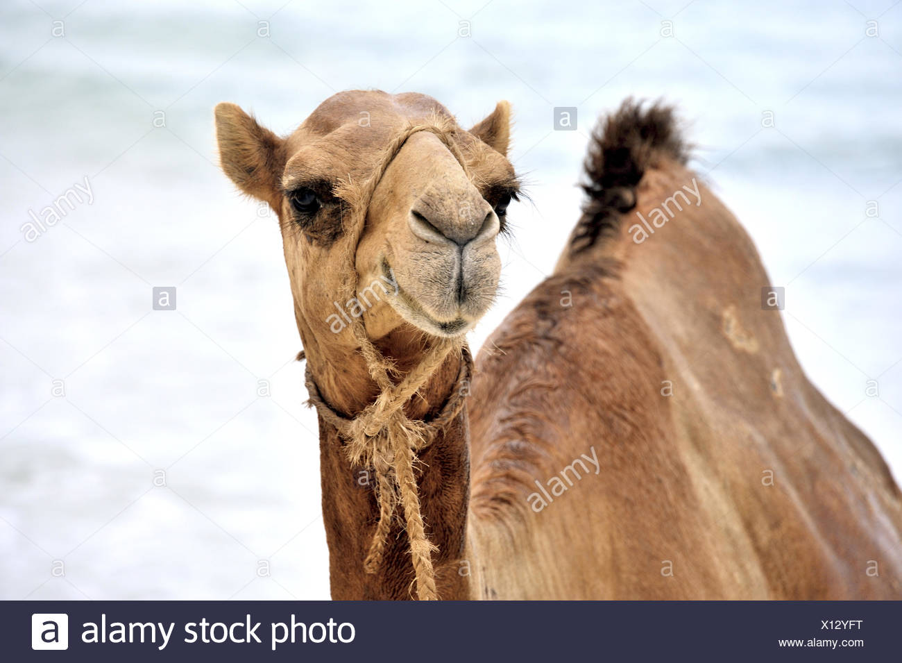 Observant Animal High Resolution Stock Photography and Images - Alamy