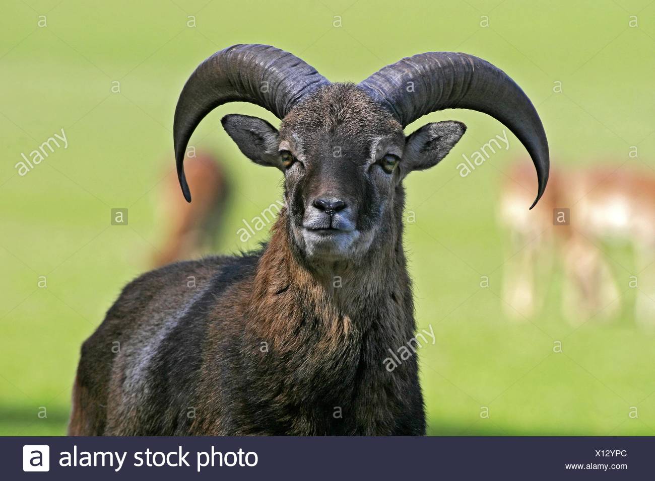 Mouflon High Resolution Stock Photography and Images - Alamy