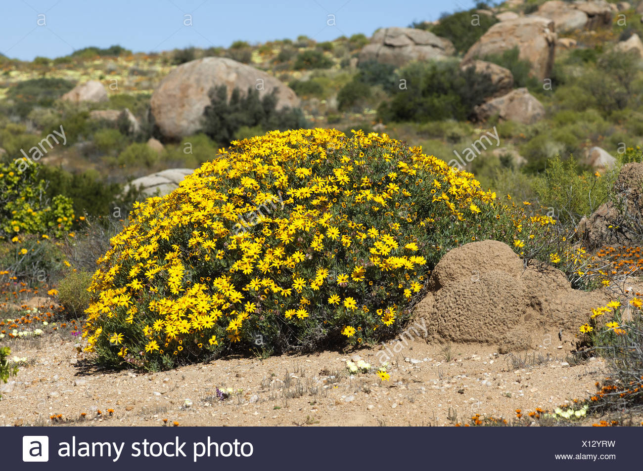 Skaap Bos High Resolution Stock Photography and Images - Alamy