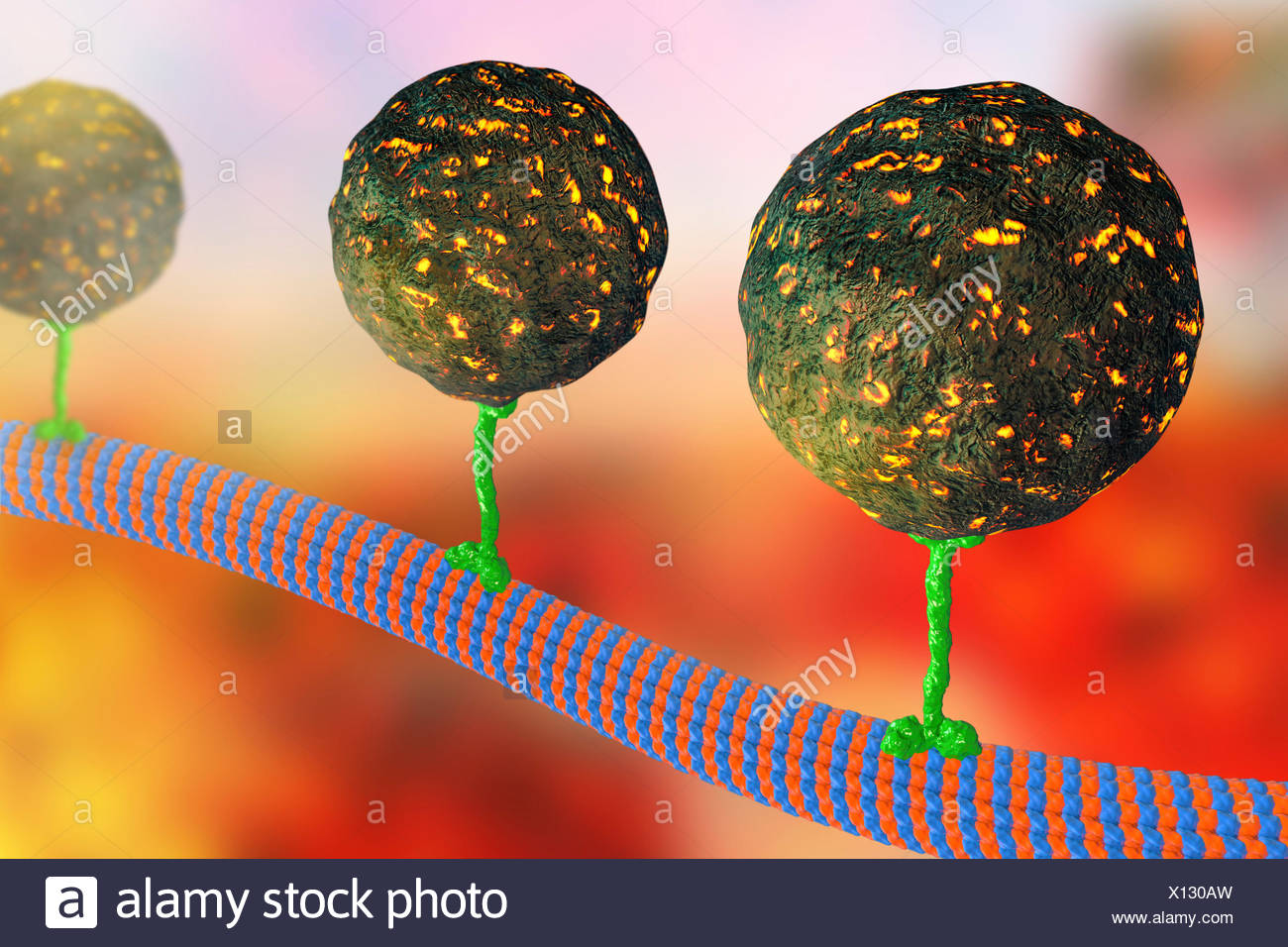 Intracellular Transport Stock Photos & Intracellular Transport Stock ...