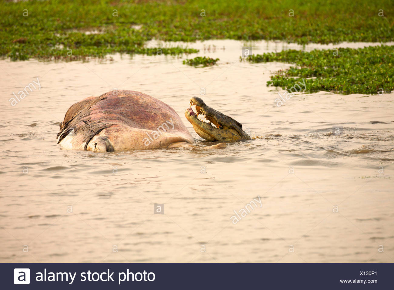 Dead Hippo Stock Photos & Dead Hippo Stock Images - Alamy