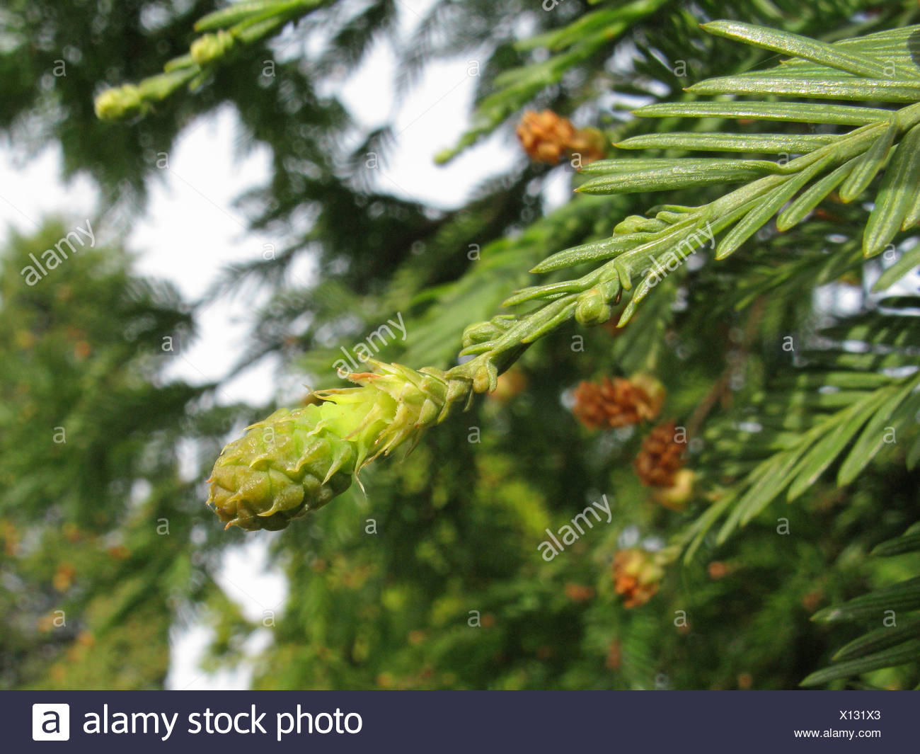 Redwood Cones Stock Photos & Redwood Cones Stock Images - Alamy