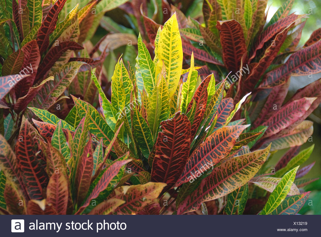 Croton Plant Codiaeum Variegatum Stock Photos & Croton Plant Codiaeum ...
