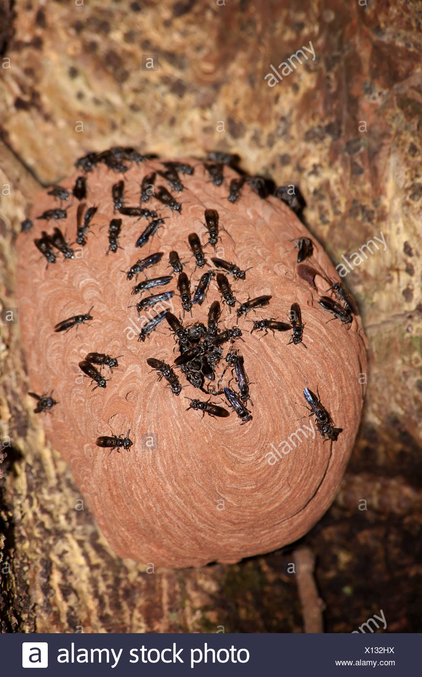 Fig Wasp High Resolution Stock Photography and Images - Alamy