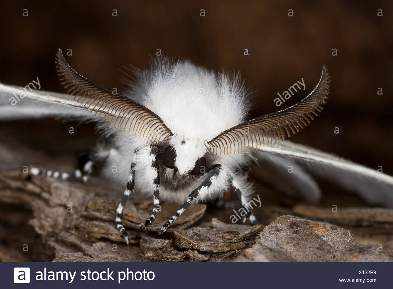 White Satin Moth High Resolution Stock Photography and Images - Alamy