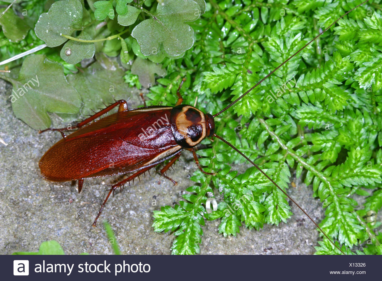 Australian Cockroach Periplaneta Australasiae High Resolution Stock ...
