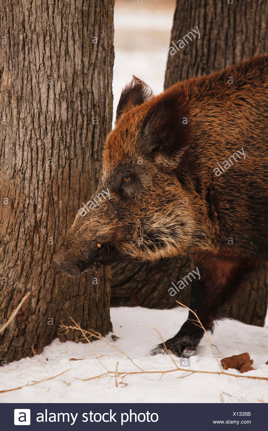 Russian Boar High Resolution Stock Photography and Images - Alamy