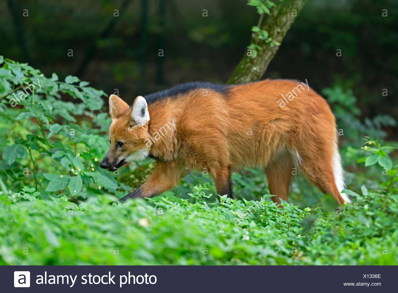 Maned Wolves High Resolution Stock Photography and Images - Alamy