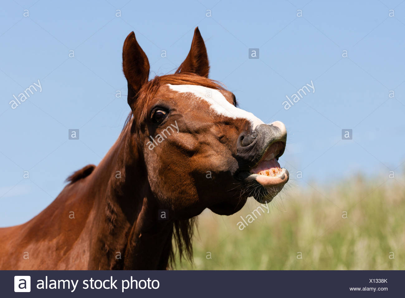 Whinnying High Resolution Stock Photography and Images - Alamy