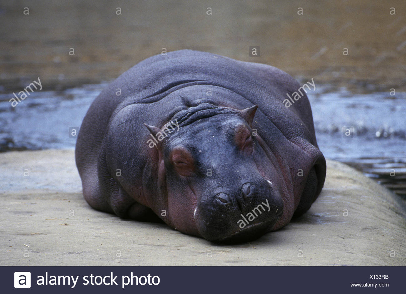 Hippo Frontal Stock Photos & Hippo Frontal Stock Images - Alamy