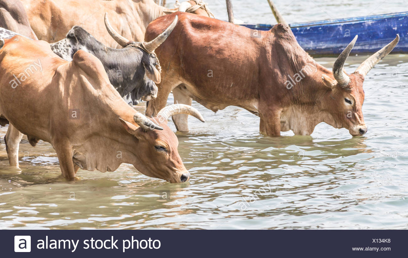Cattle Drinking Water High Resolution Stock Photography and Images - Alamy