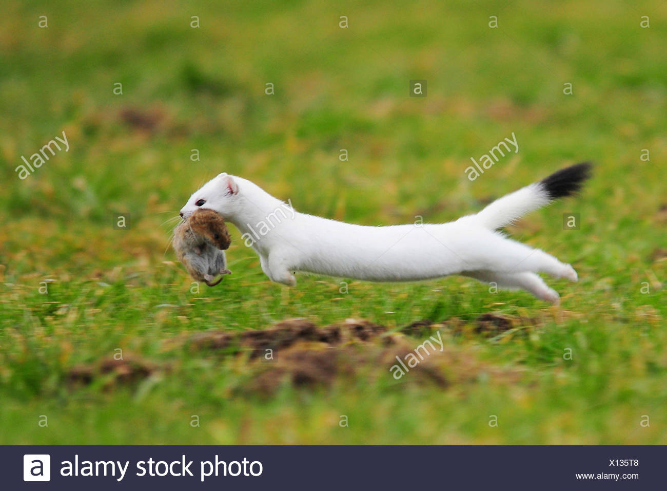 Stoat Weasel Rodent Mammal Ermine Stock Photos & Stoat Weasel Rodent ...