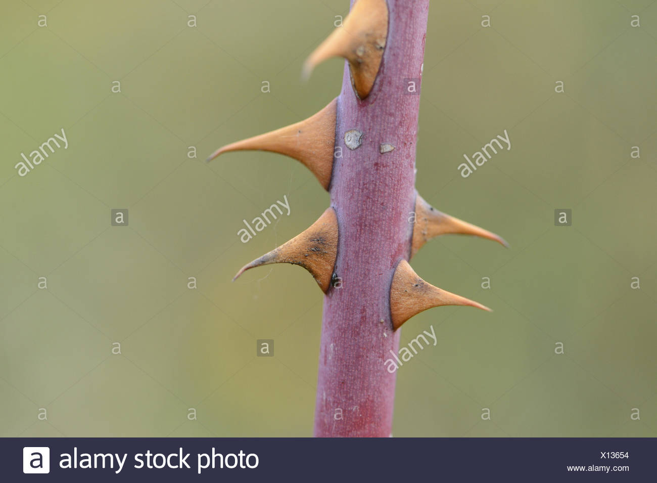 Prickles Stock Photos & Prickles Stock Images - Alamy