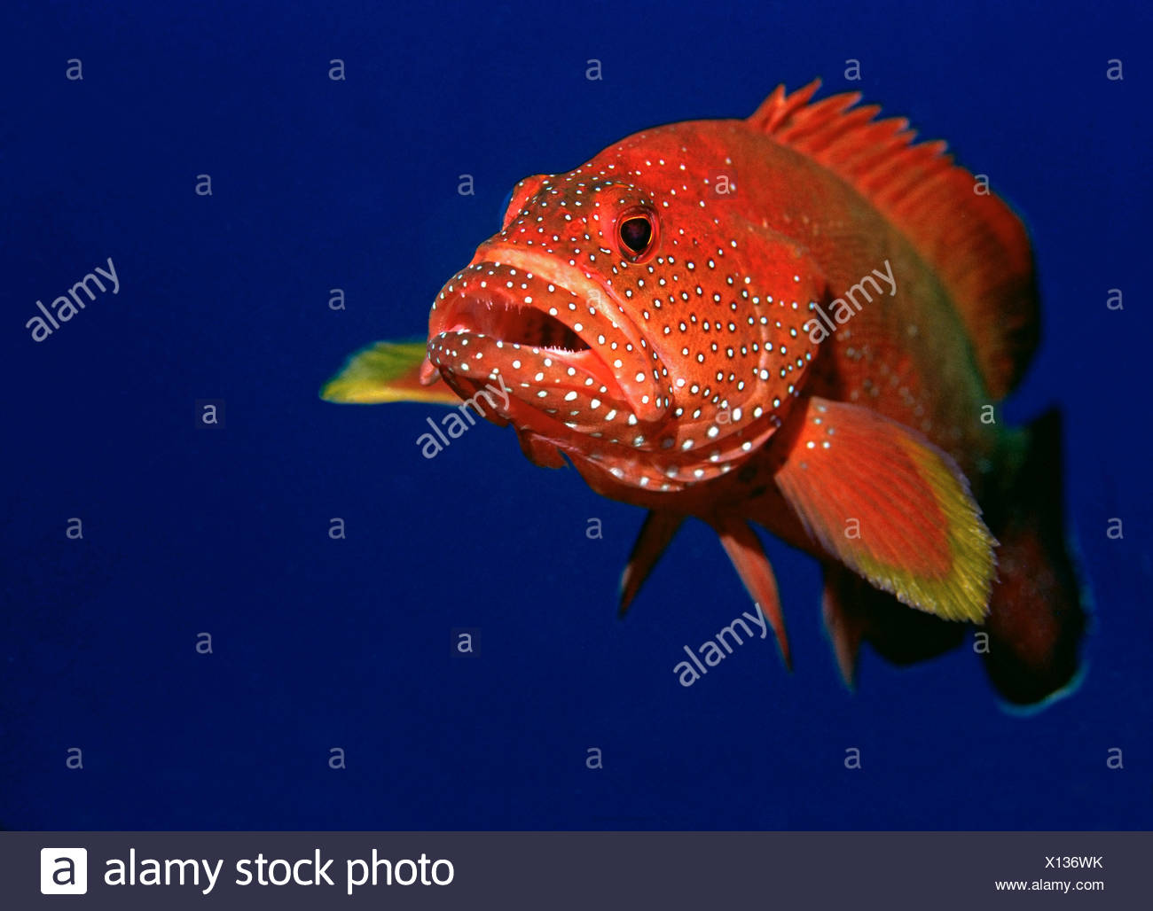 Grouper Mouth High Resolution Stock Photography and Images - Alamy