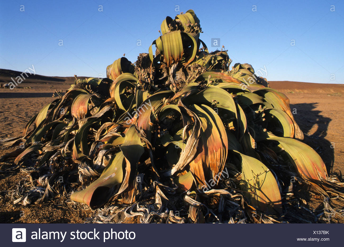 Messum Crater Namibia High Resolution Stock Photography and Images - Alamy