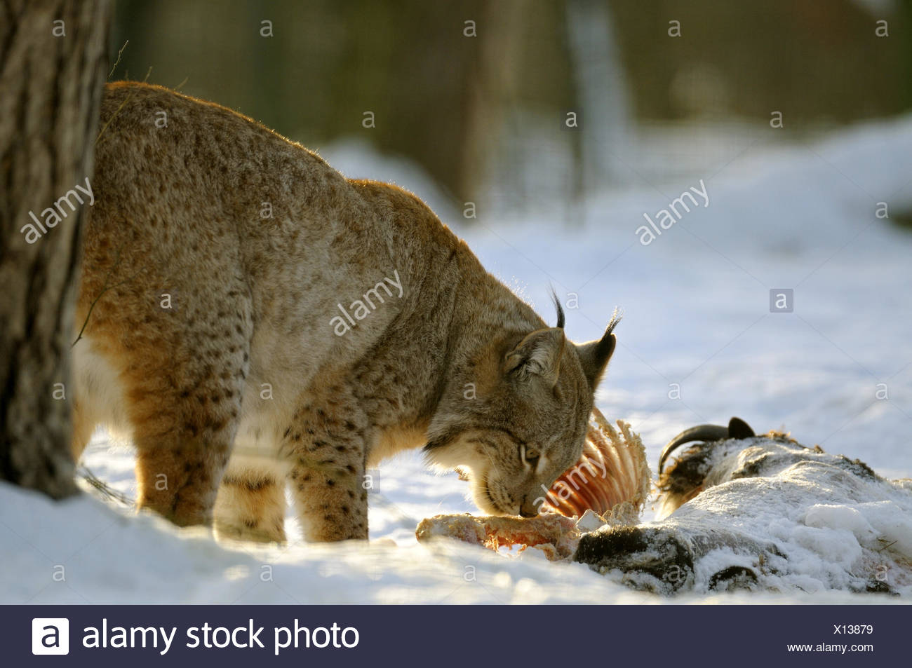 Lynx Animal Prey Eating High Resolution Stock Photography and Images ...