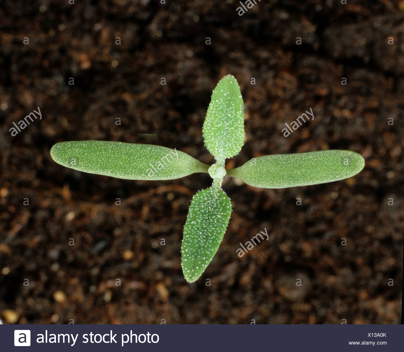 Fat Hen Seedling High Resolution Stock Photography and Images - Alamy