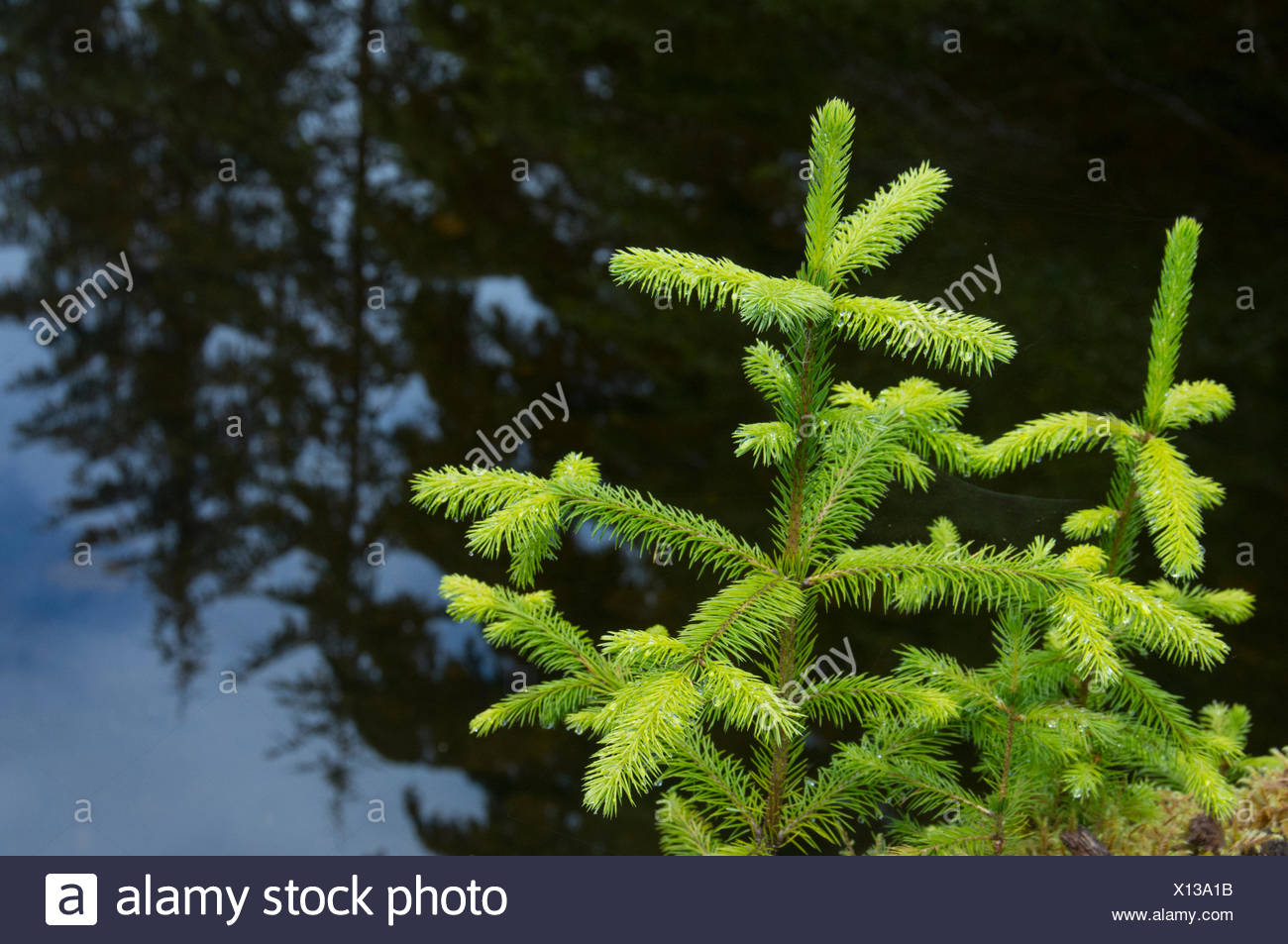 Sitka Spruce Tree Canada High Resolution Stock Photography and Images ...