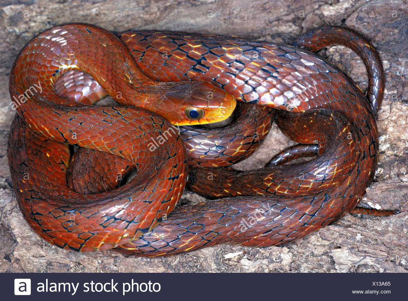 False Water Cobra Hydrodynastes Gigas High Resolution Stock Photography ...