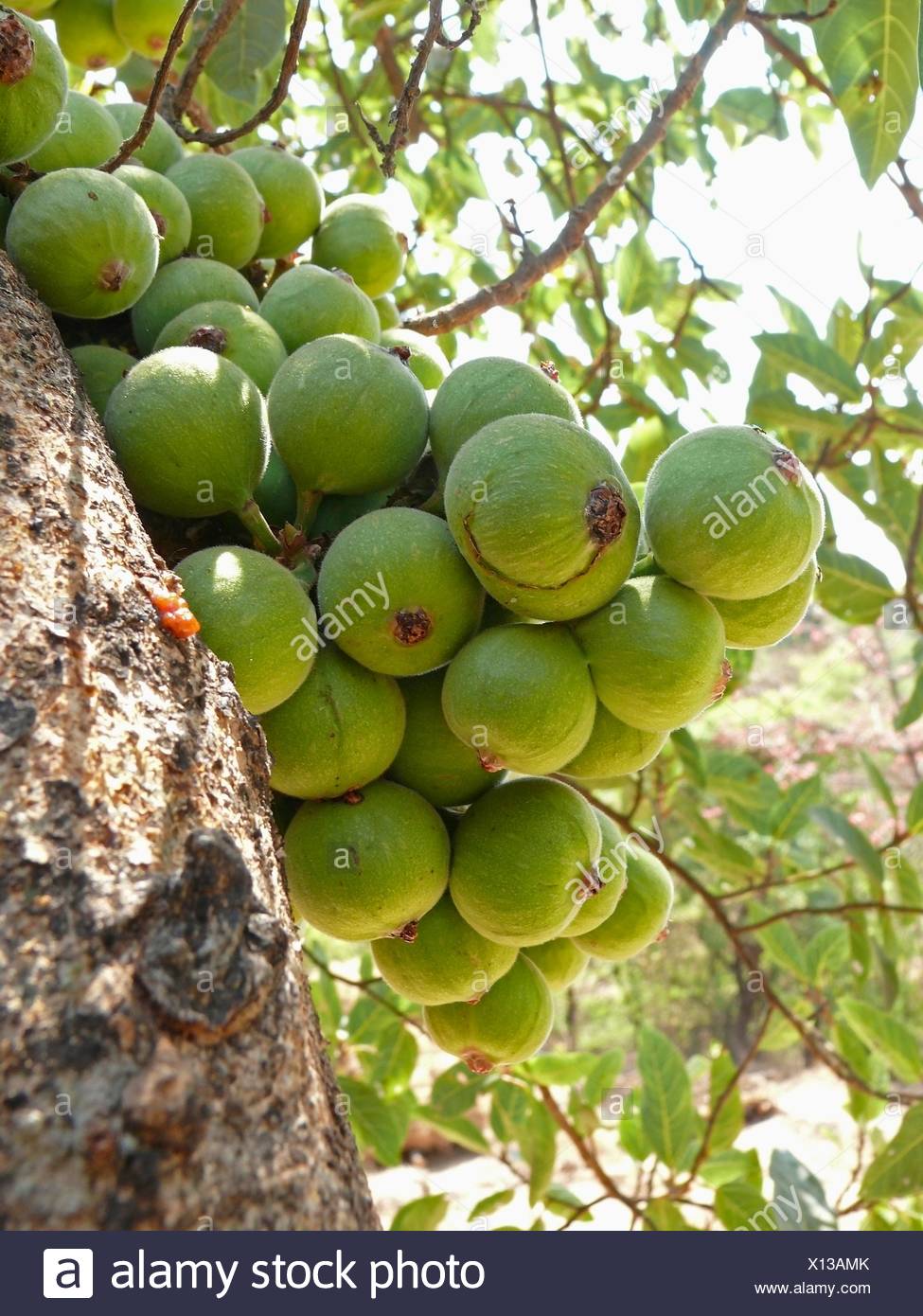 Udumbara High Resolution Stock Photography and Images - Alamy